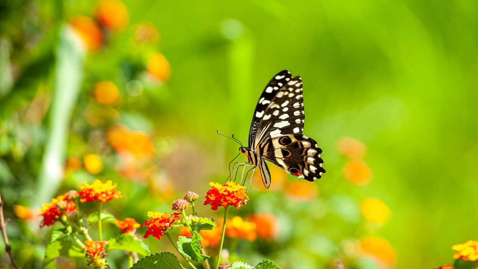 Sentinel — First Quantum Minerals